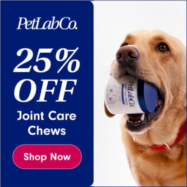 Why Does My Dog Lick So Much? Causes Explained